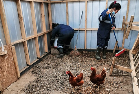 ¿Cómo mantener limpio el gallinero? | Como Cocinar y Comer