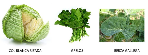 ¿Cómo se le llama a la col? | Como Cocinar y Comer