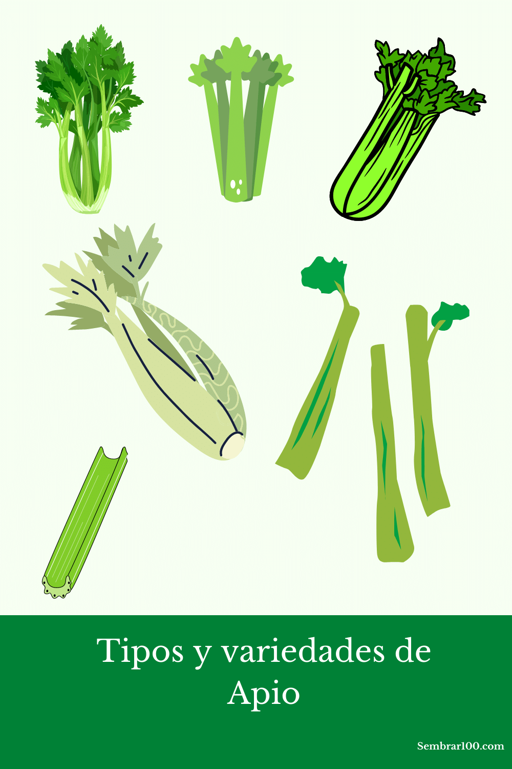 ¿Cómo se llama la verdura parecida al apio? | Como Cocinar y Comer