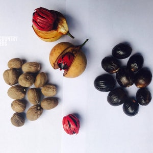 ¿Cómo sembrar una semilla de nuez moscada? | Como Cocinar y Comer