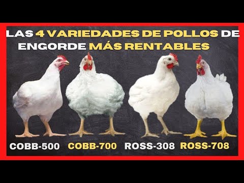 ¿Cuántos tipos de pollo? | Como Cocinar y Comer