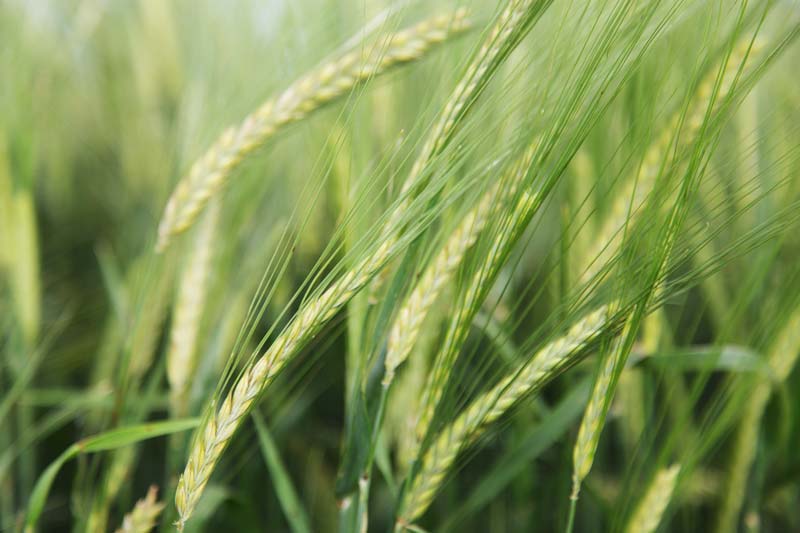 ¿Dónde se cultiva la cebada en España? | Como Cocinar y Comer