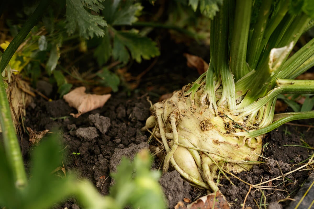 ¿Qué características tiene el apio? | Como Cocinar y Comer