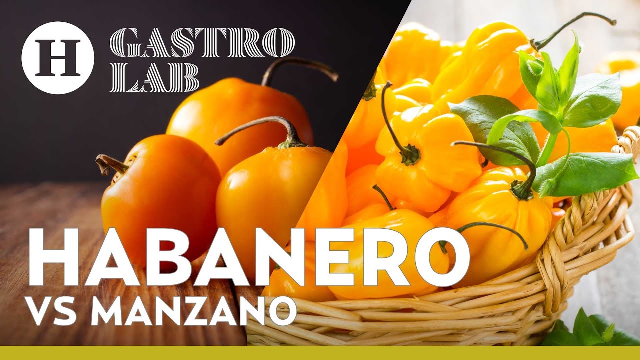 ¿Qué chile pica más el manzano o el habanero? | Como Cocinar y Comer