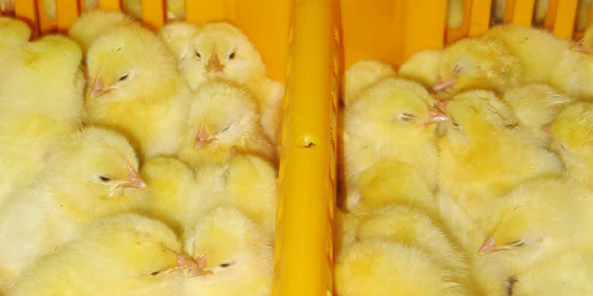 ¿Qué edad debe tener un pollo para comer? | Como Cocinar y Comer