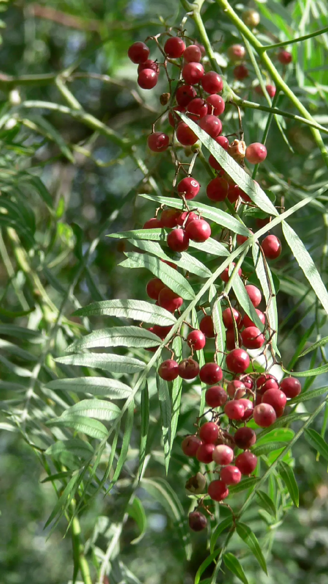 ¿Qué es la pimienta rosa y para qué sirve? | Como Cocinar y Comer