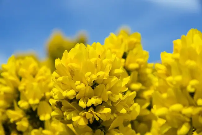 ¿Qué planta es la más olorosa? | Como Cocinar y Comer