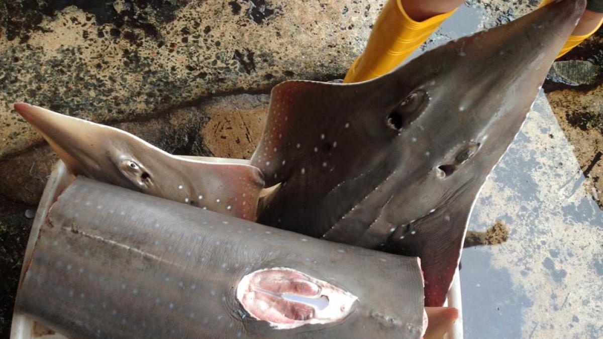 ¿Que se come del pez raya? | Como Cocinar y Comer