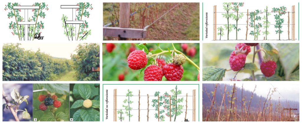 ¿Qué tipos de frambuesas hay? | Como Cocinar y Comer